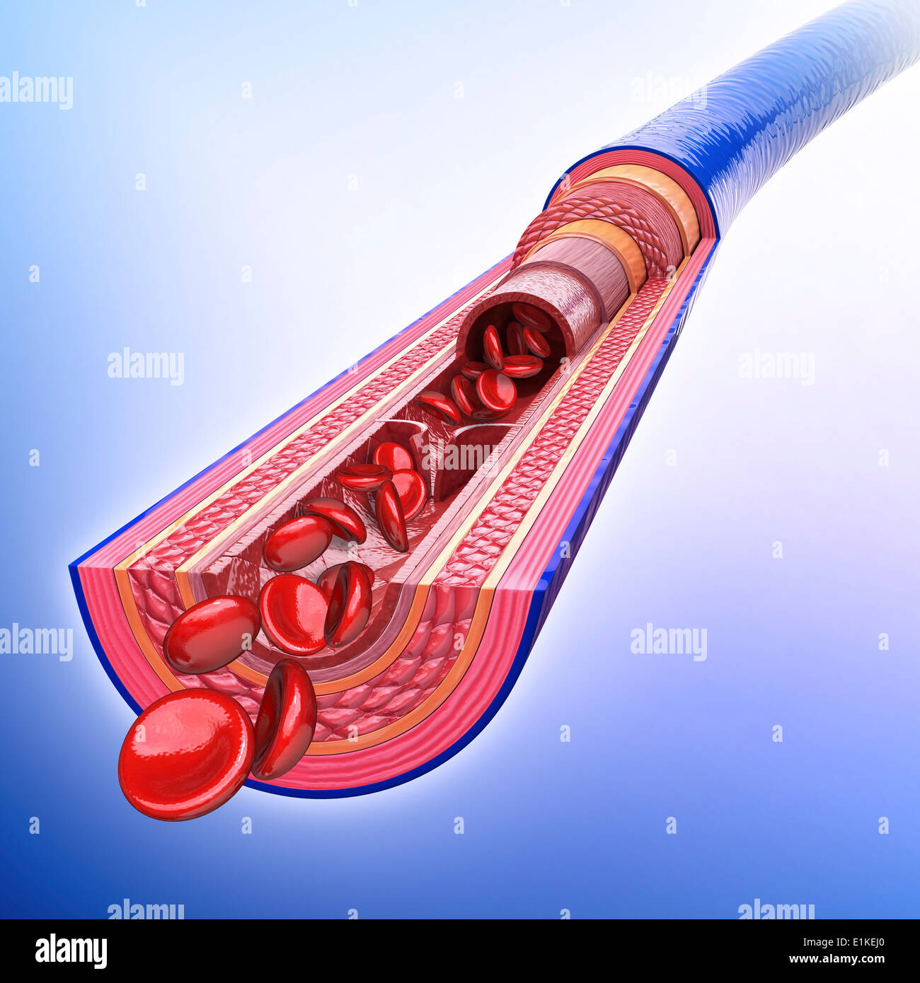 Human vein cut-away computer artwork Stock Photo - Alamy