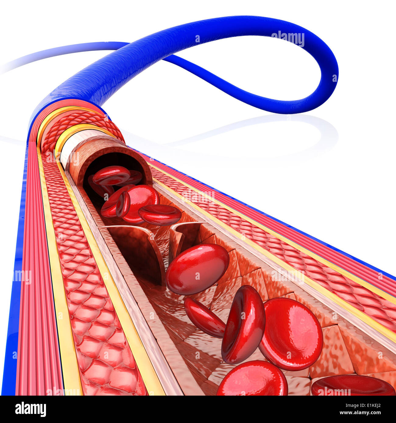 Human vein cut-away computer artwork Stock Photo - Alamy