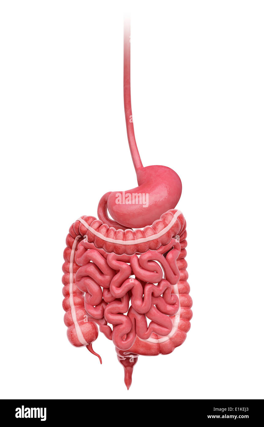Human digestive system computer artwork Stock Photo - Alamy