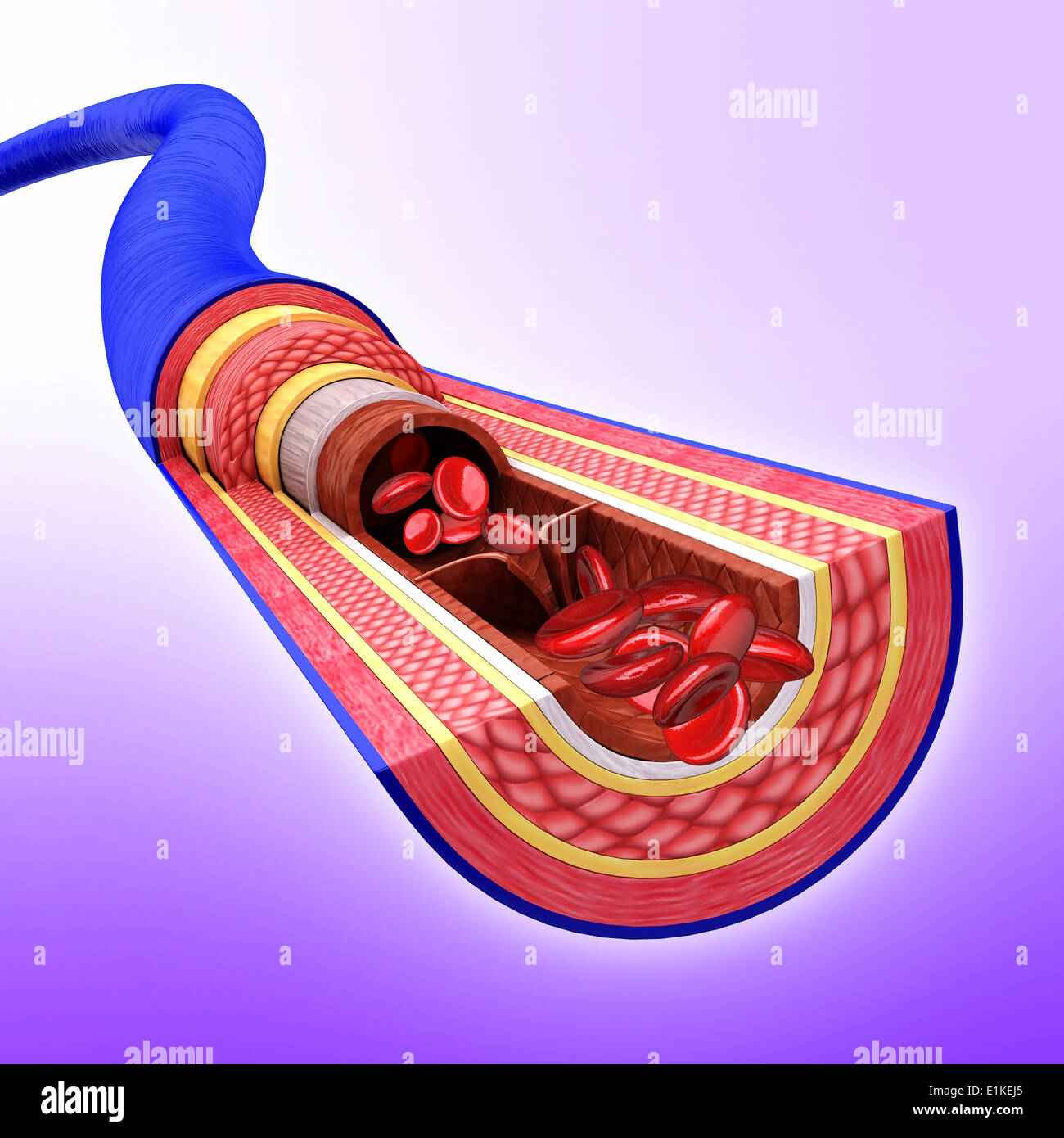Human vein cut-away computer artwork Stock Photo - Alamy