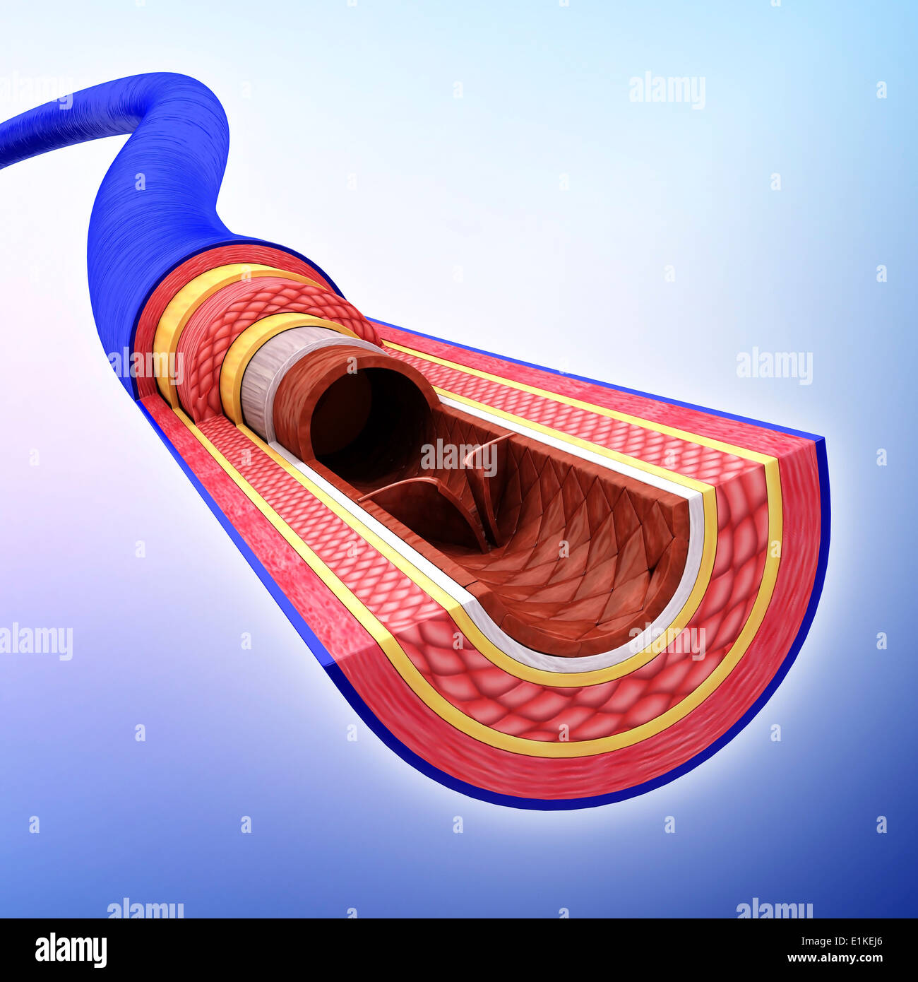 Human vein cut-away computer artwork Stock Photo - Alamy
