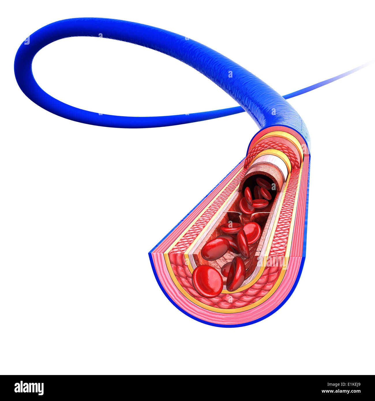 Human vein cut away hi-res stock photography and images - Alamy