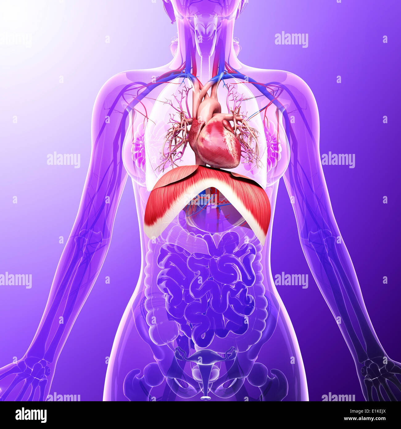 Human respiratory system computer artwork Stock Photo - Alamy