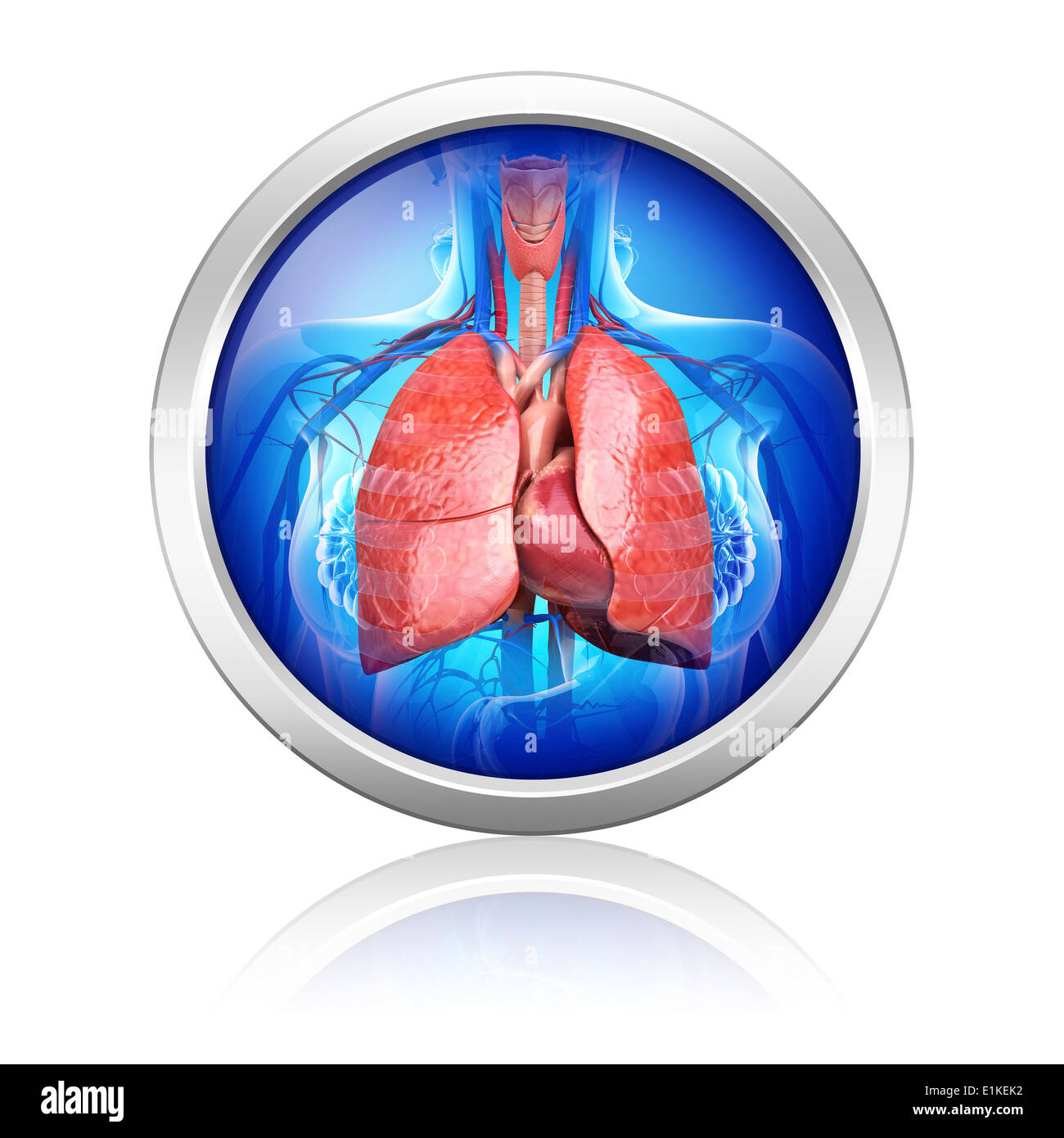 Human respiratory system computer artwork Stock Photo - Alamy