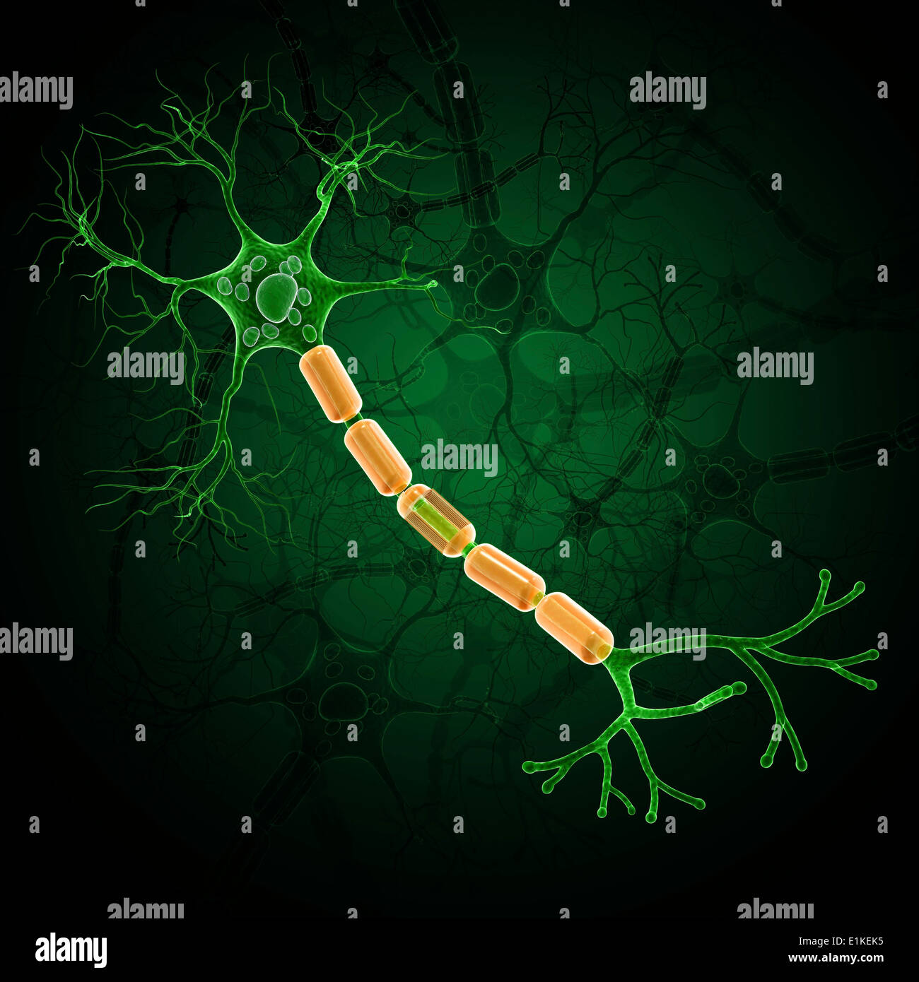 Axon terminals hi-res stock photography and images - Alamy