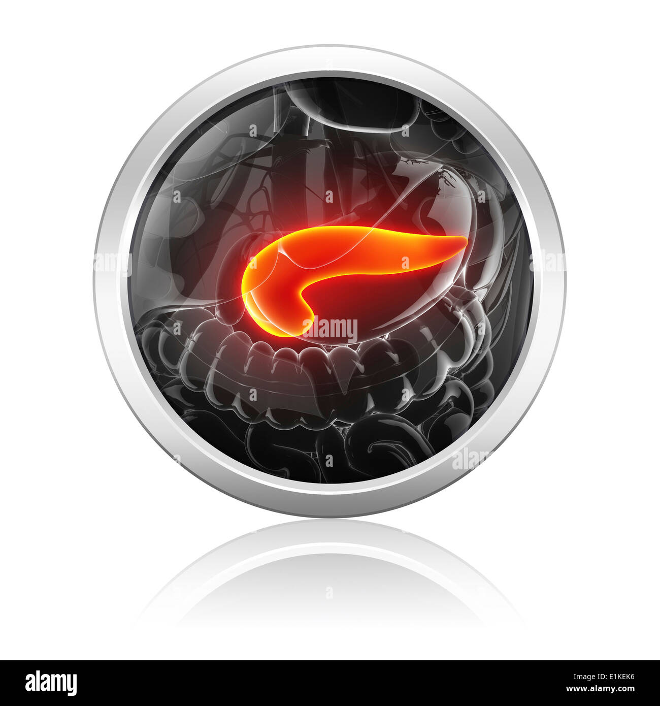 Tail of pancreas Cut Out Stock Images & Pictures - Alamy