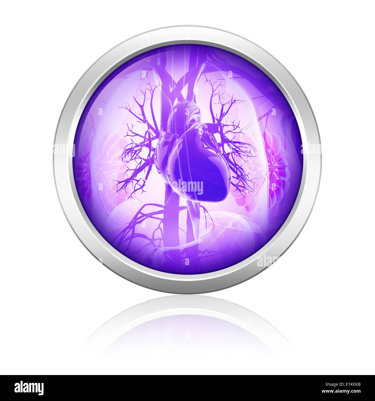 Human respiratory system computer artwork Stock Photo - Alamy