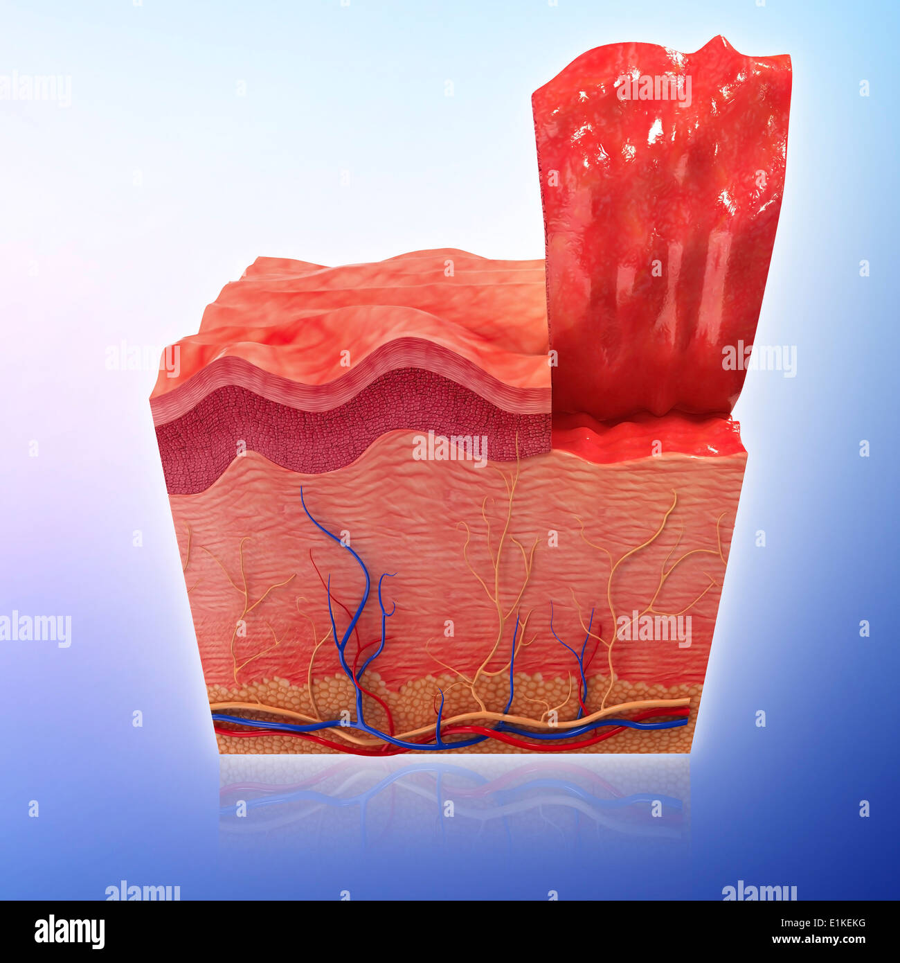 Human skin computer artwork Stock Photo - Alamy