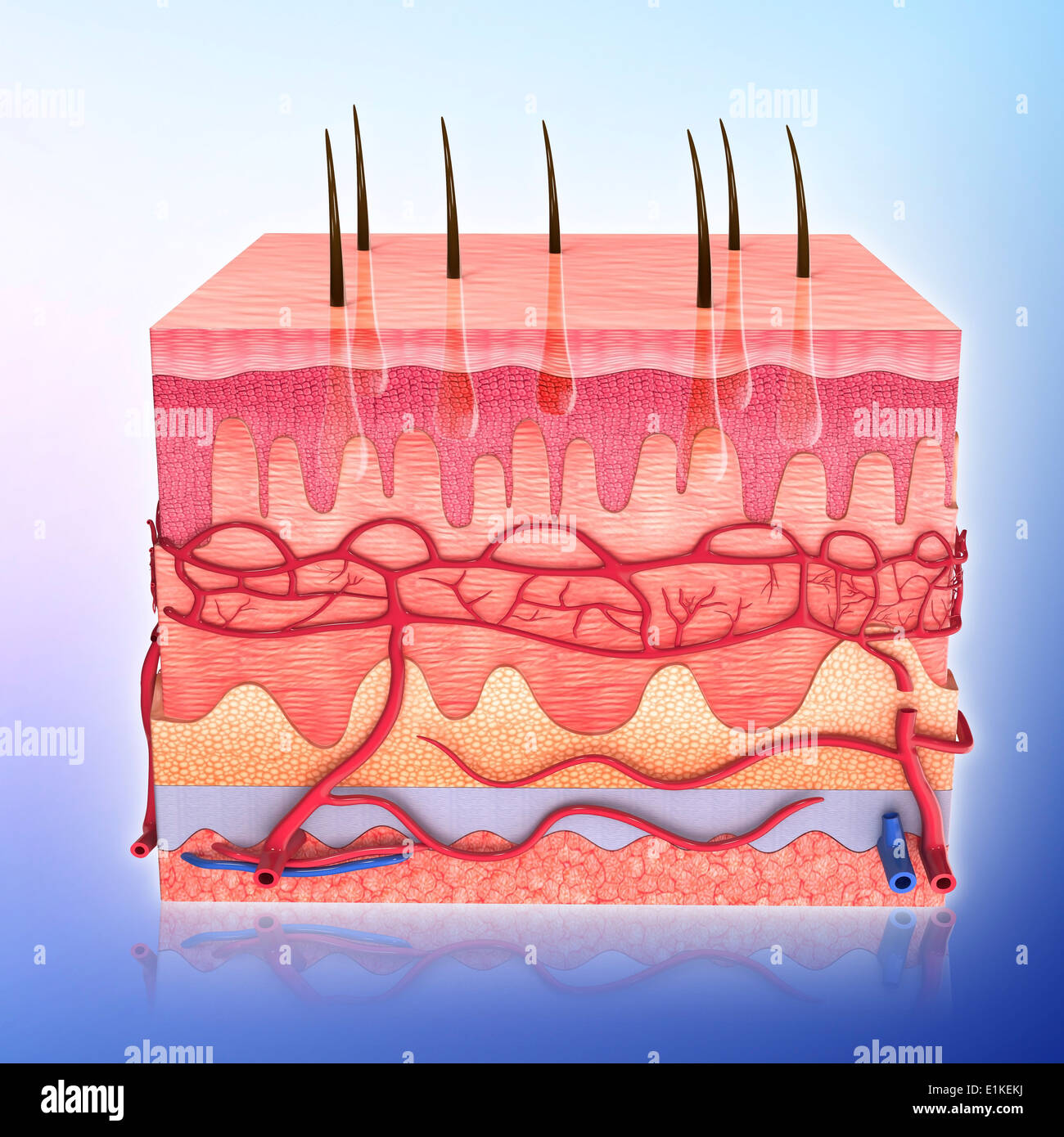 Human skin computer artwork Stock Photo - Alamy