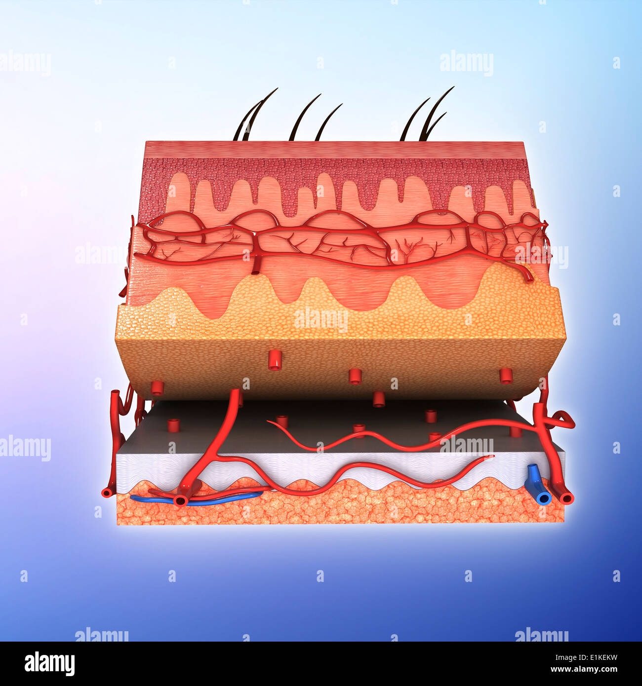 Human skin computer artwork Stock Photo - Alamy