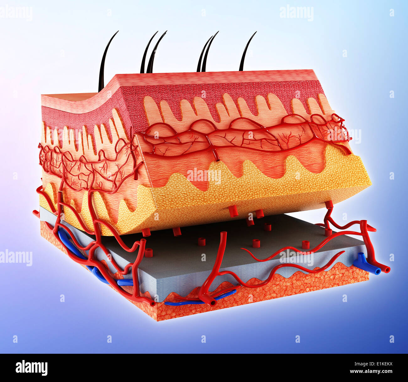 Human skin computer artwork Stock Photo - Alamy