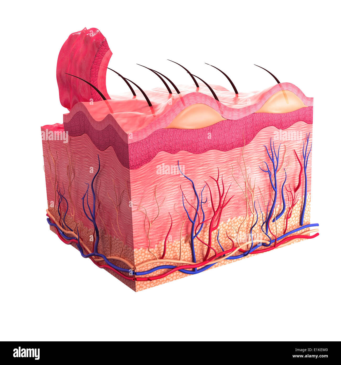 Integumentary System Diagram For Kids