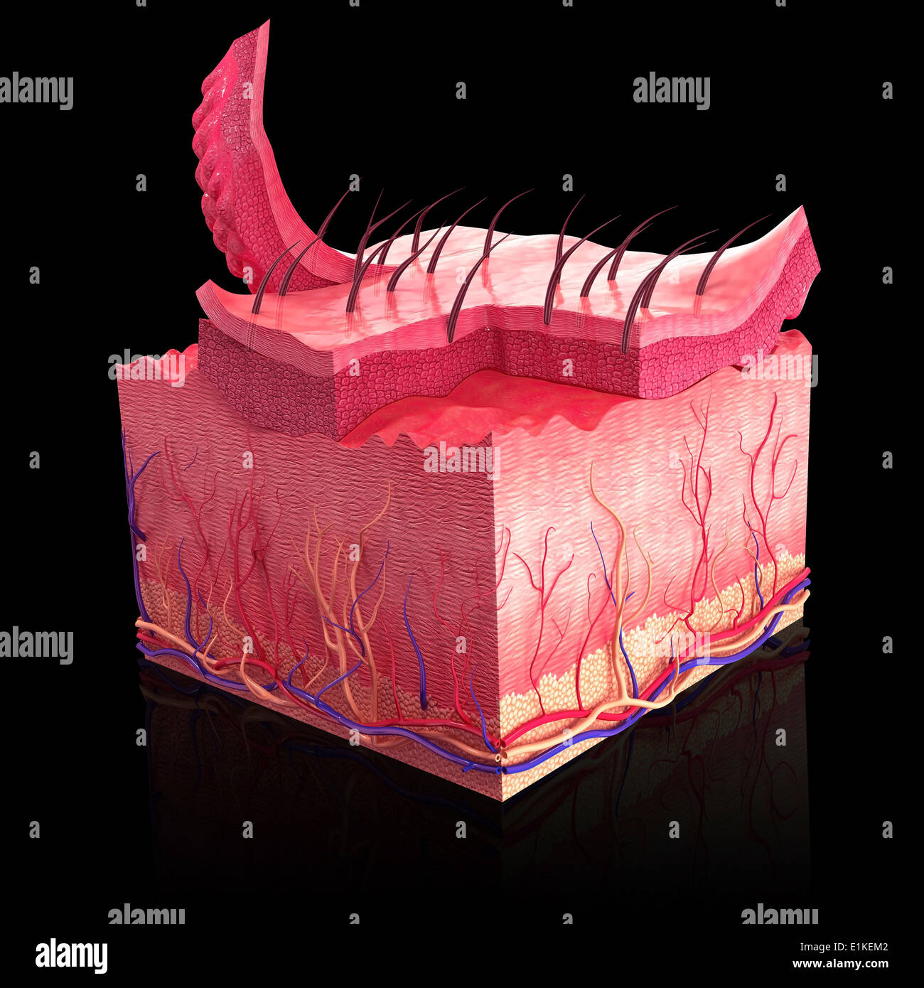 Human skin computer artwork Stock Photo - Alamy