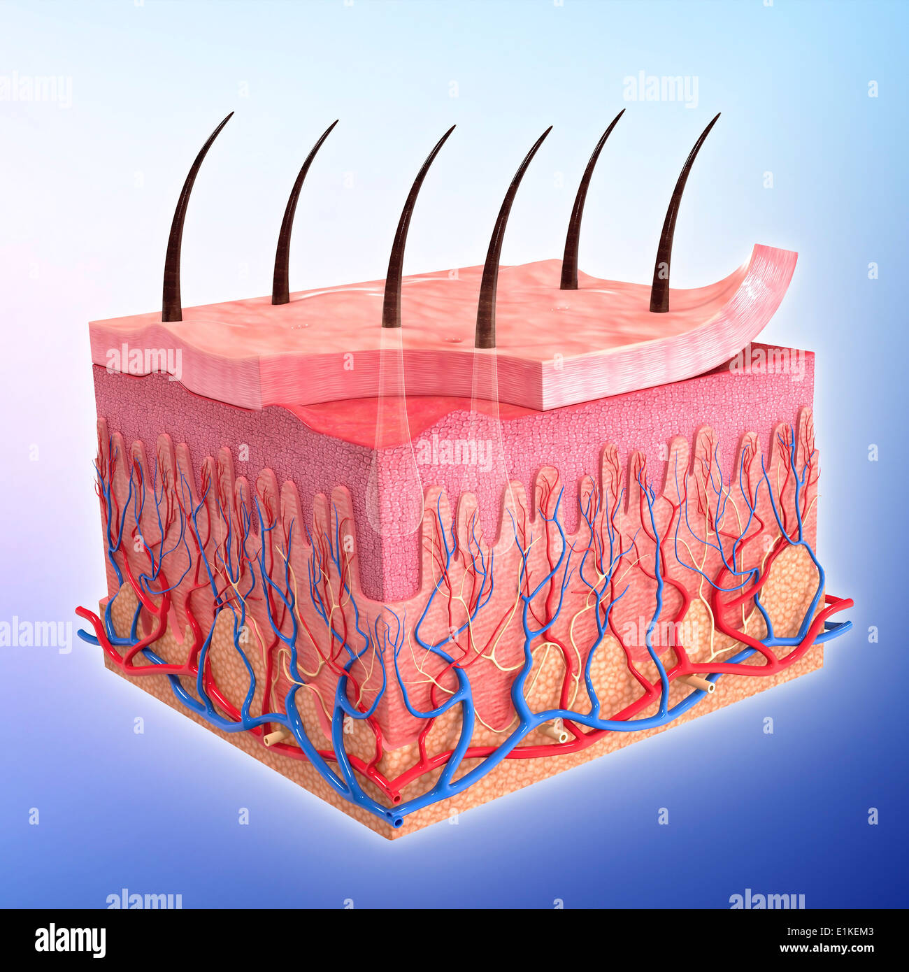 Human skin computer artwork Stock Photo - Alamy