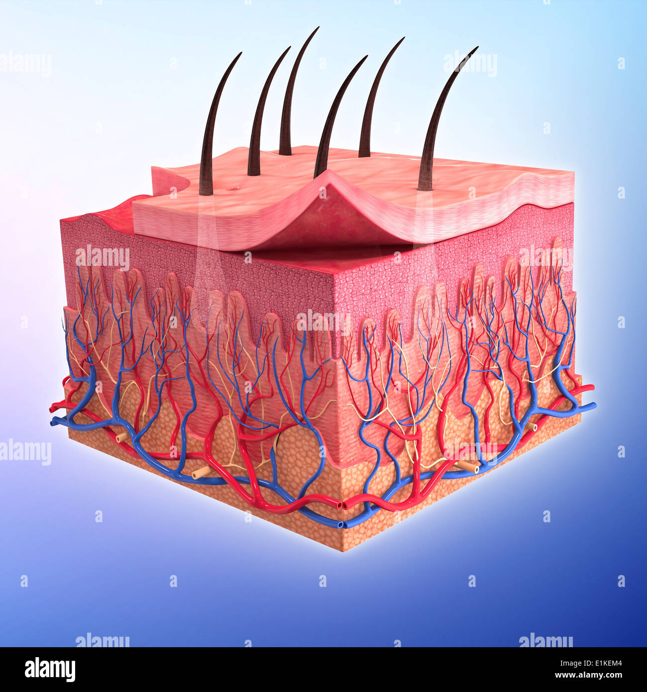 Human skin computer artwork Stock Photo - Alamy