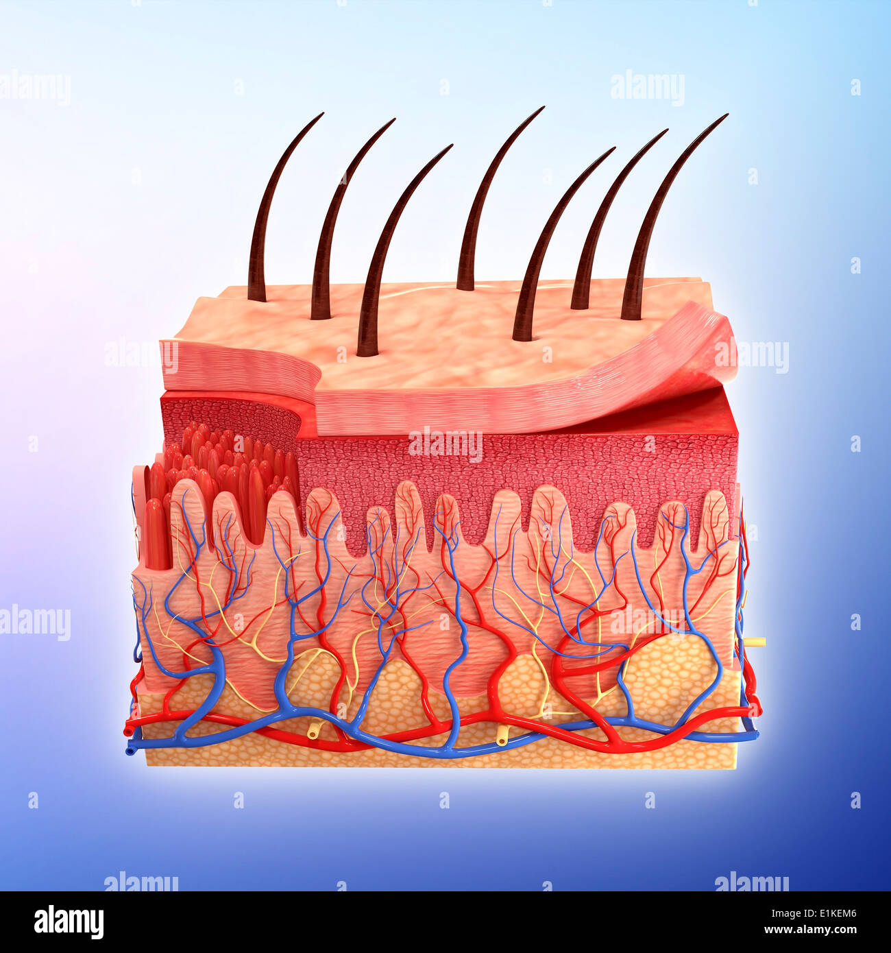 Human skin computer artwork Stock Photo - Alamy
