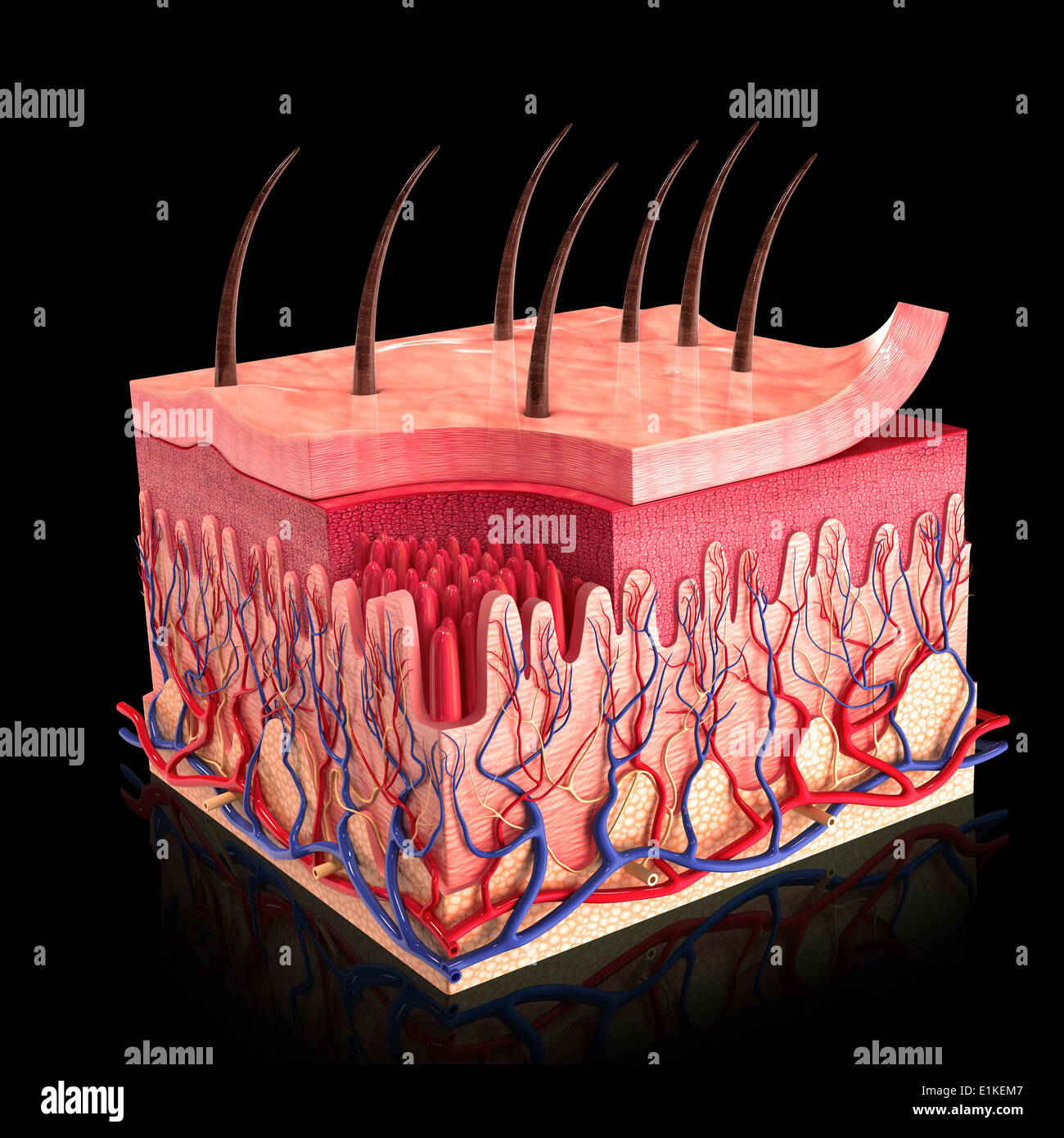 Human skin computer artwork Stock Photo - Alamy
