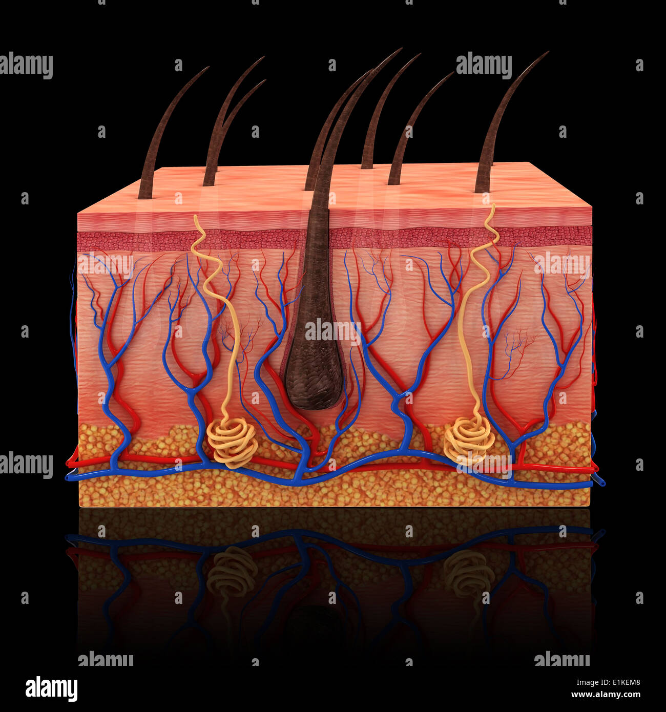 Human skin computer artwork Stock Photo - Alamy