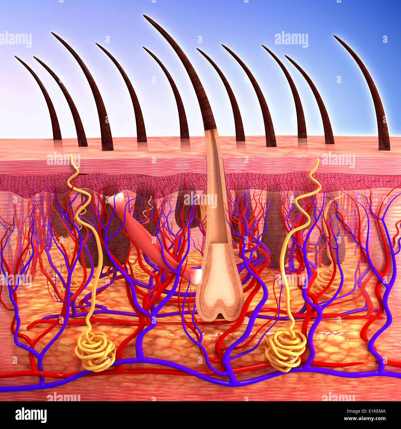 Human skin computer artwork Stock Photo - Alamy