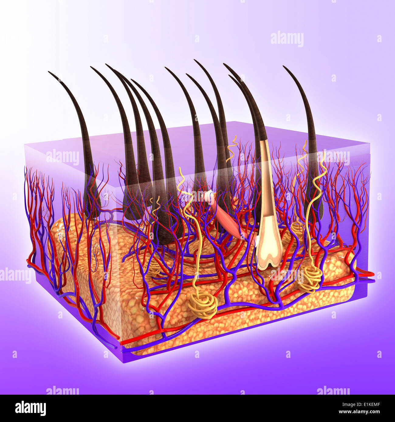 Human skin computer artwork Stock Photo - Alamy