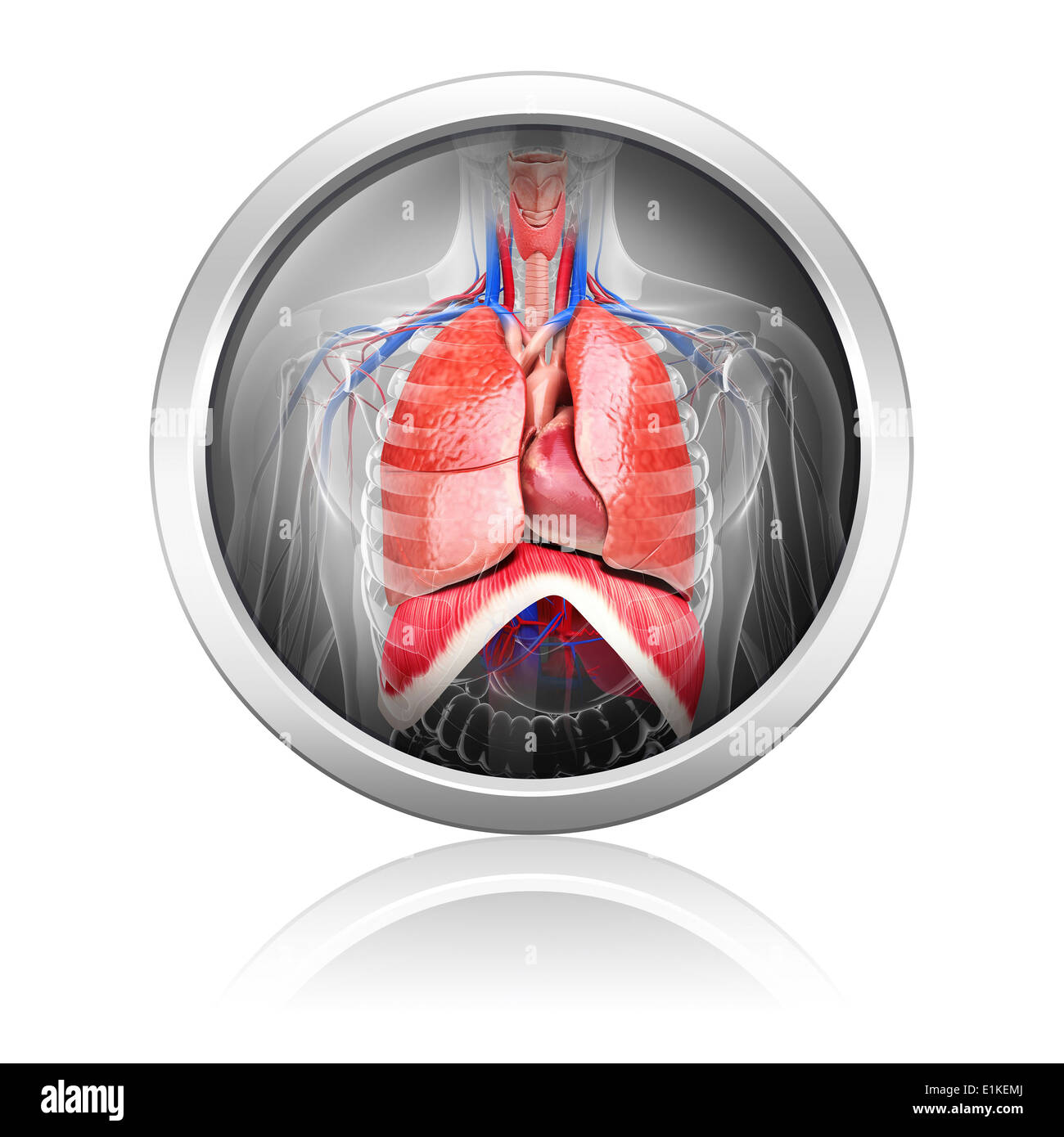 Human respiratory system computer artwork Stock Photo - Alamy