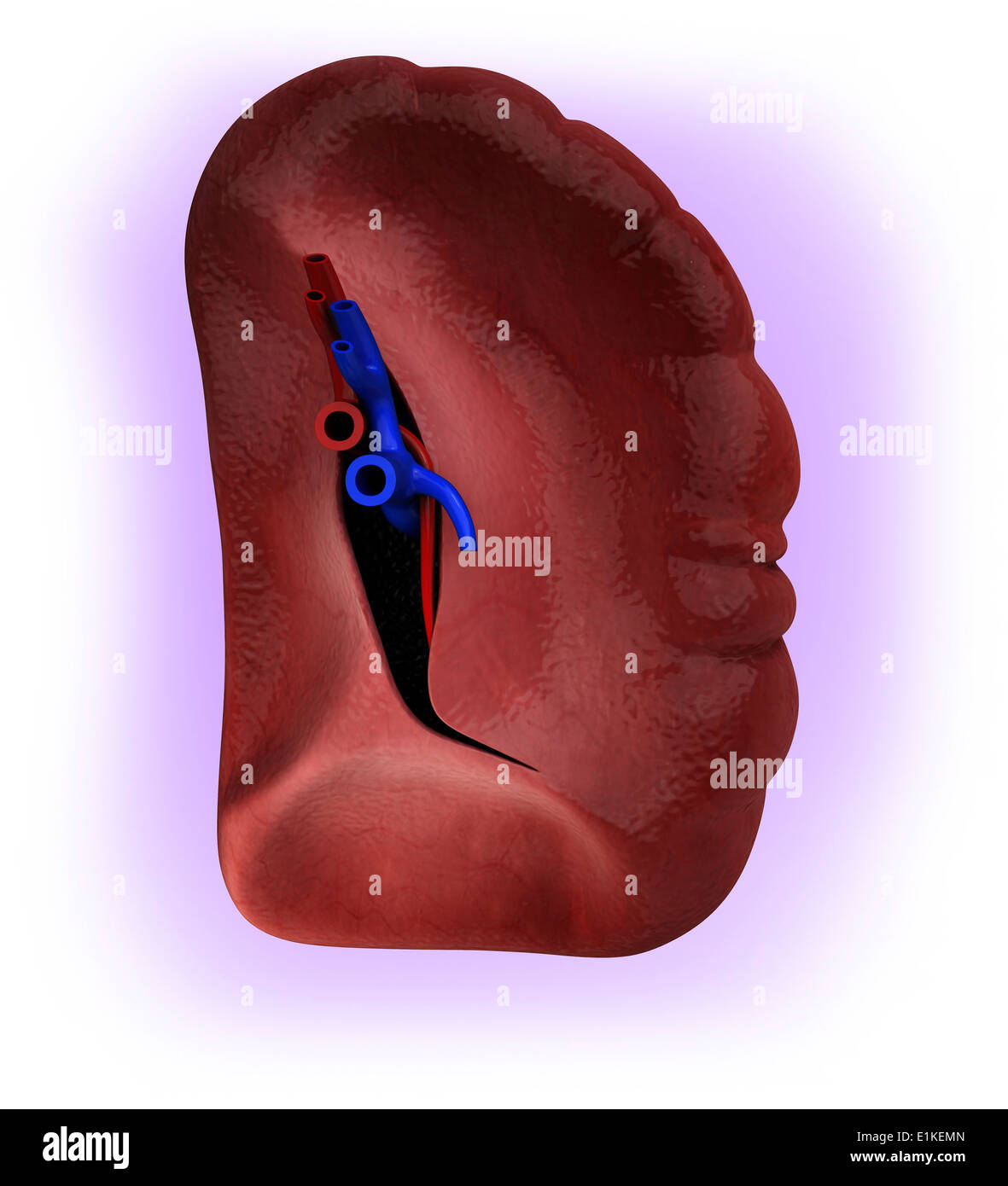 Human spleen cut-away computer artwork Stock Photo - Alamy