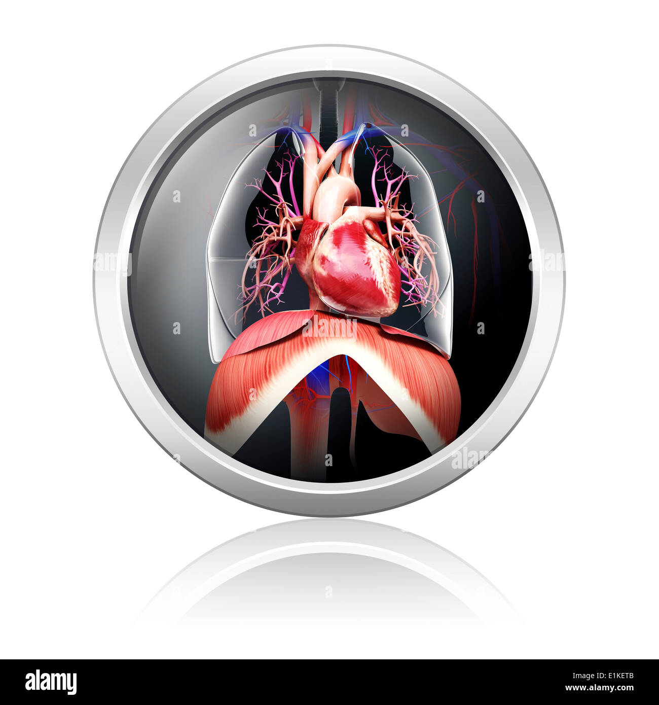 Human respiratory system computer artwork Stock Photo - Alamy