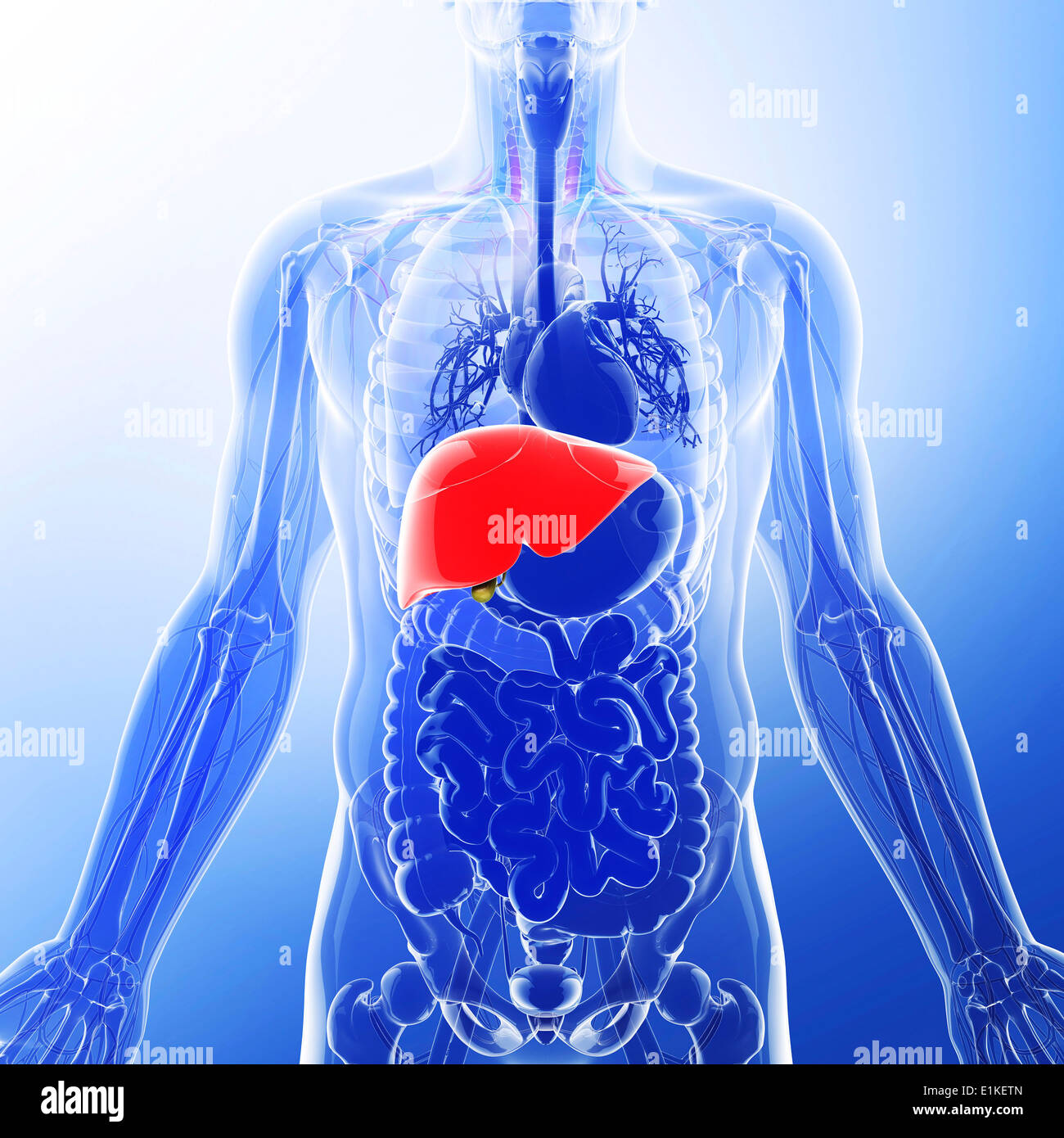 Human liver and gall bladder computer artwork Stock Photo - Alamy