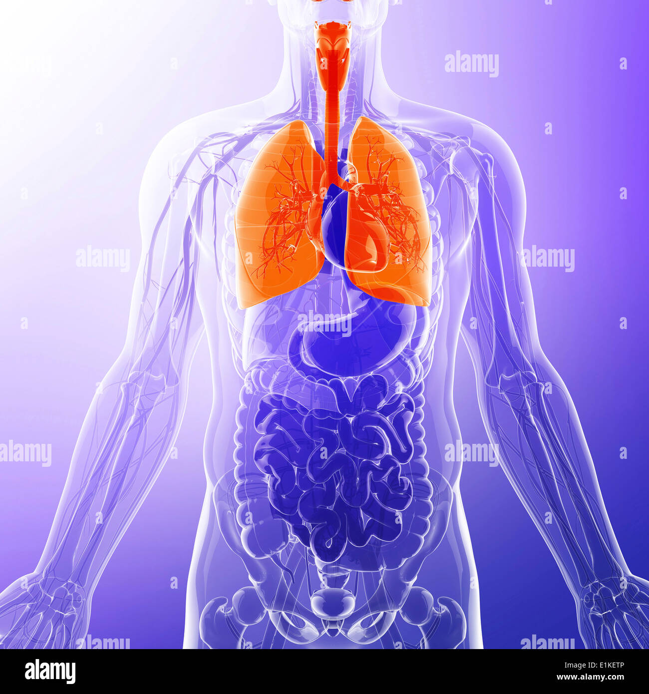 Human respiratory system computer artwork Stock Photo - Alamy