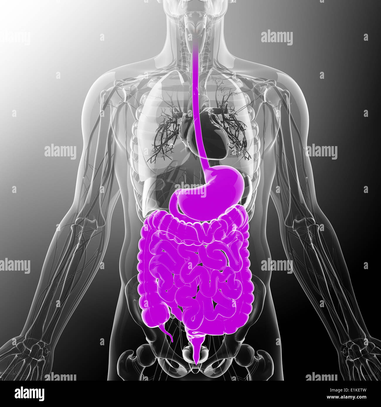 Human digestive system computer artwork Stock Photo - Alamy