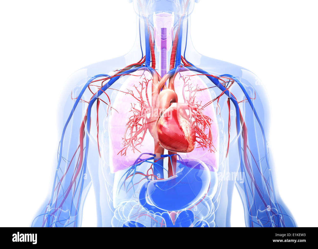 Human respiratory system computer artwork Stock Photo - Alamy