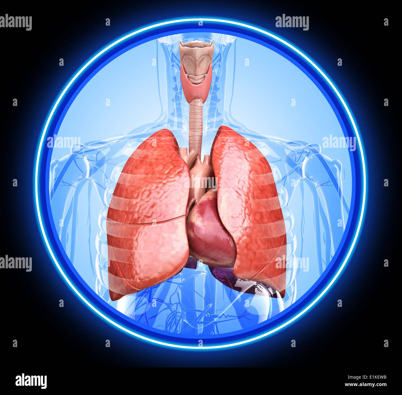 Human respiratory system computer artwork Stock Photo - Alamy