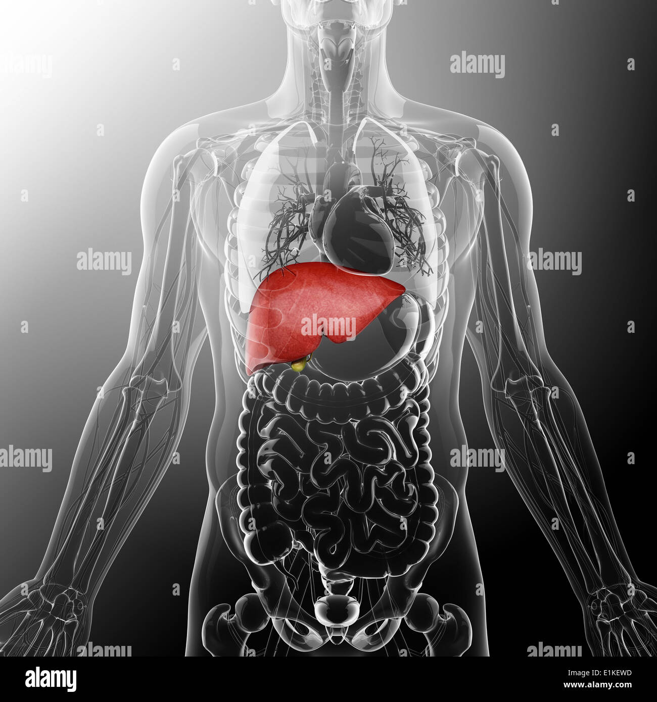 Human liver and gall bladder computer artwork Stock Photo - Alamy