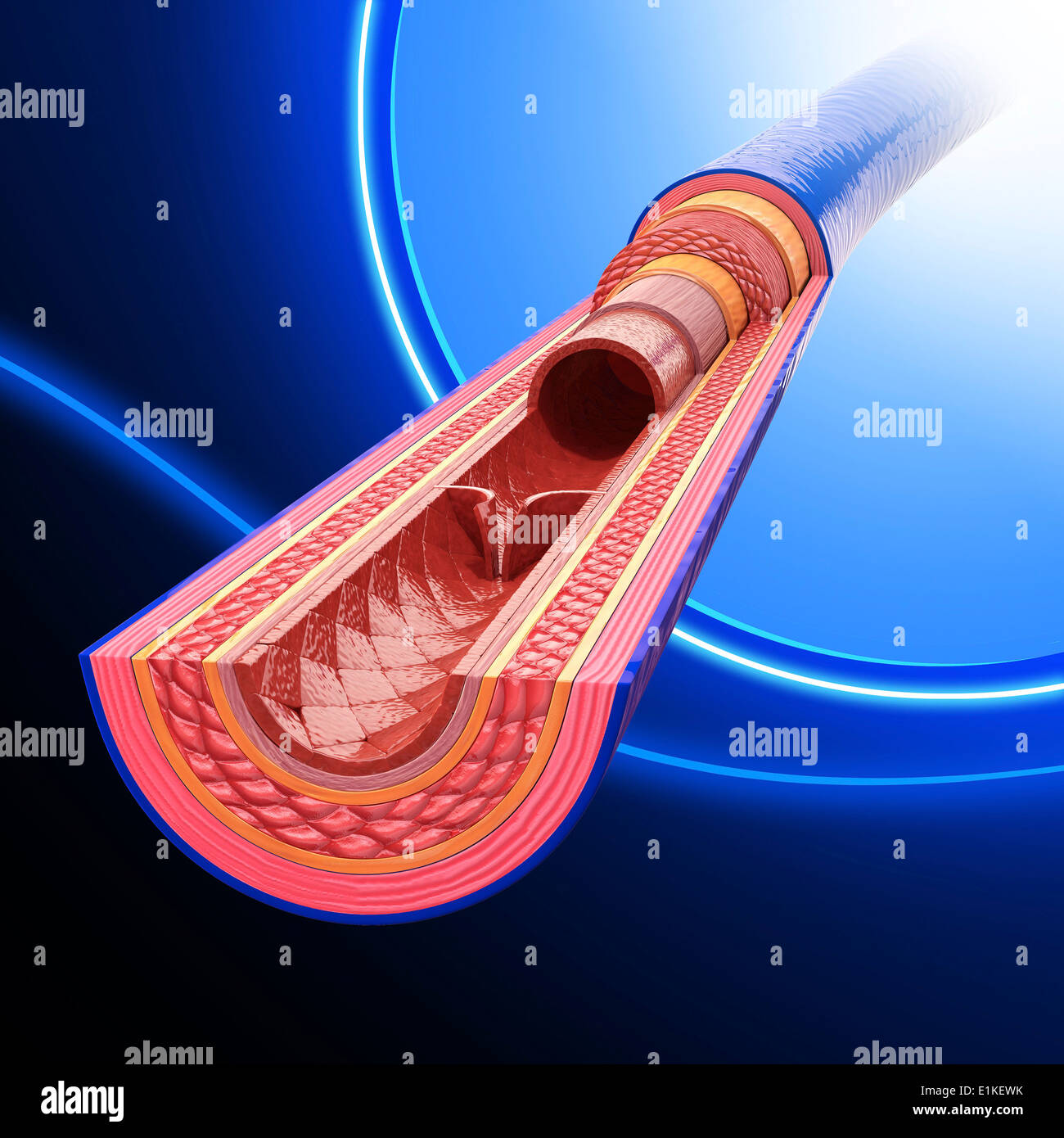 Human vein cut-away computer artwork Stock Photo - Alamy