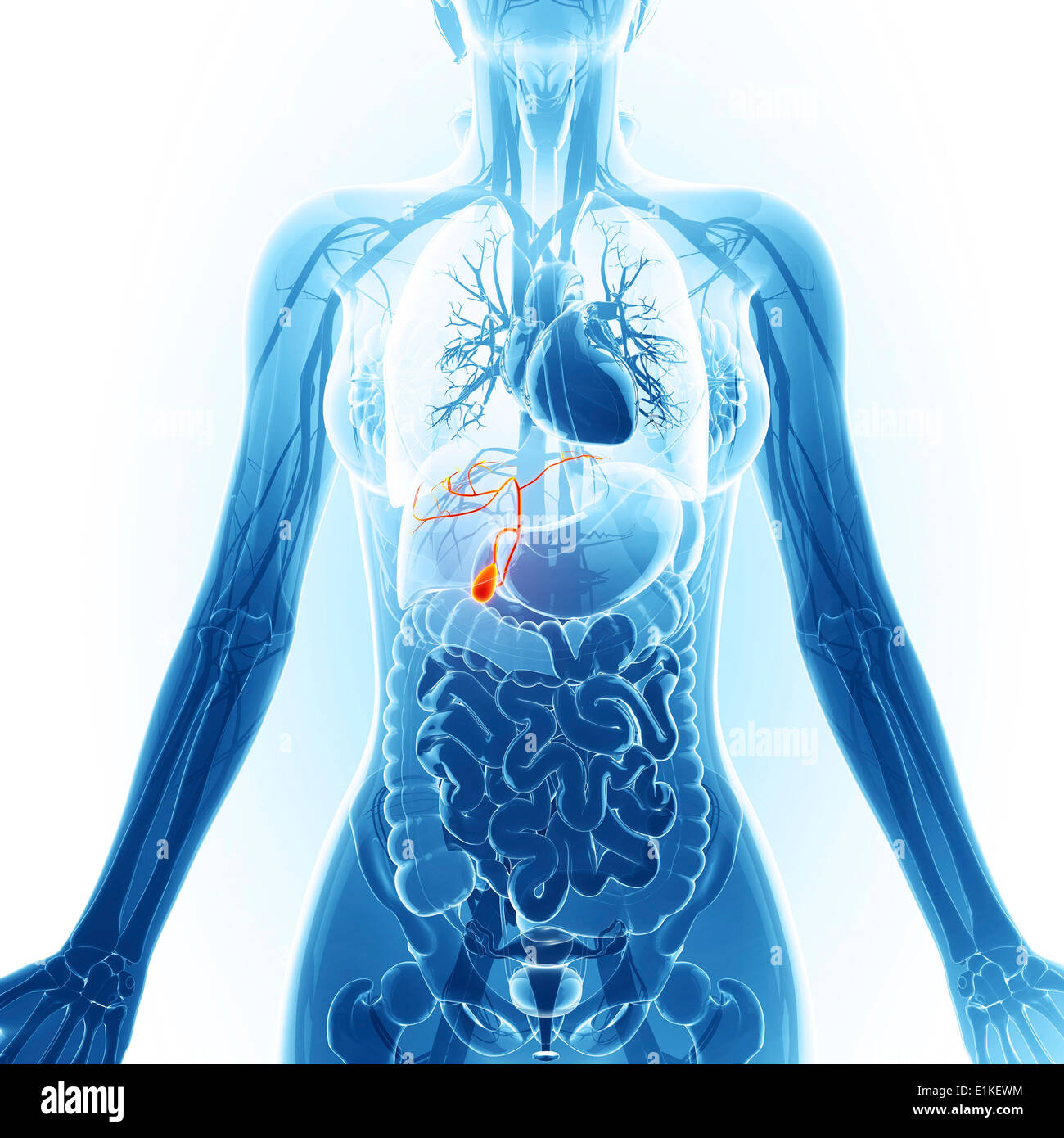 Human gall bladder computer artwork Stock Photo - Alamy