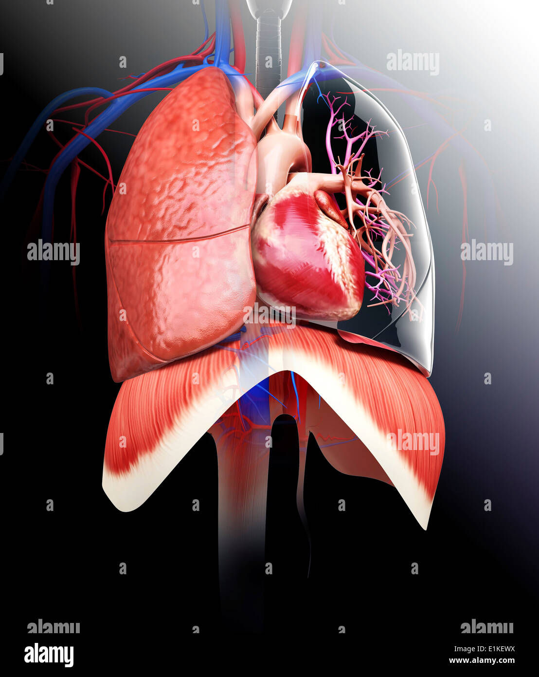 Thoracic cavity hi-res stock photography and images - Alamy