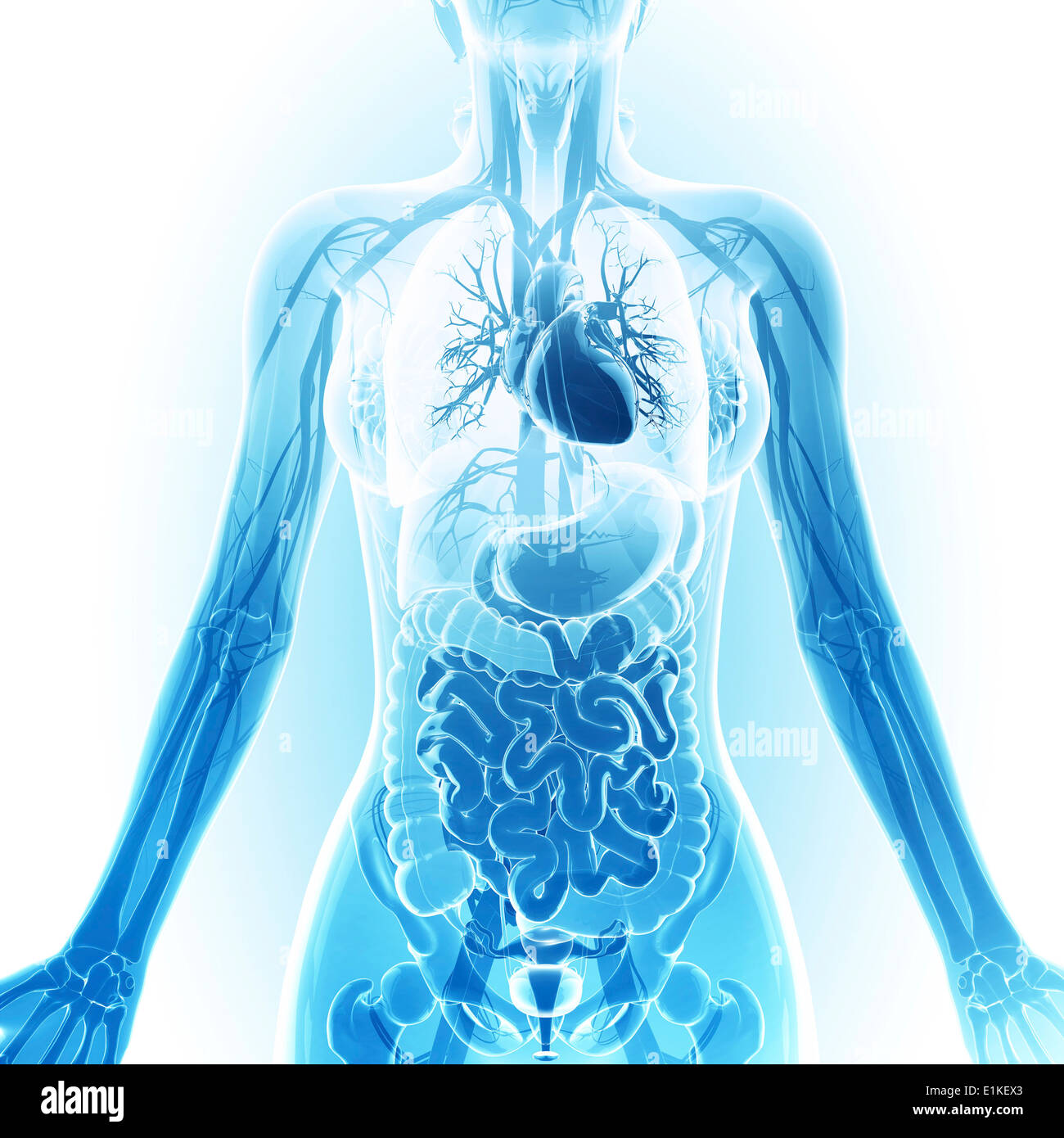 Anatomy of internal organs human hi-res stock photography and images ...