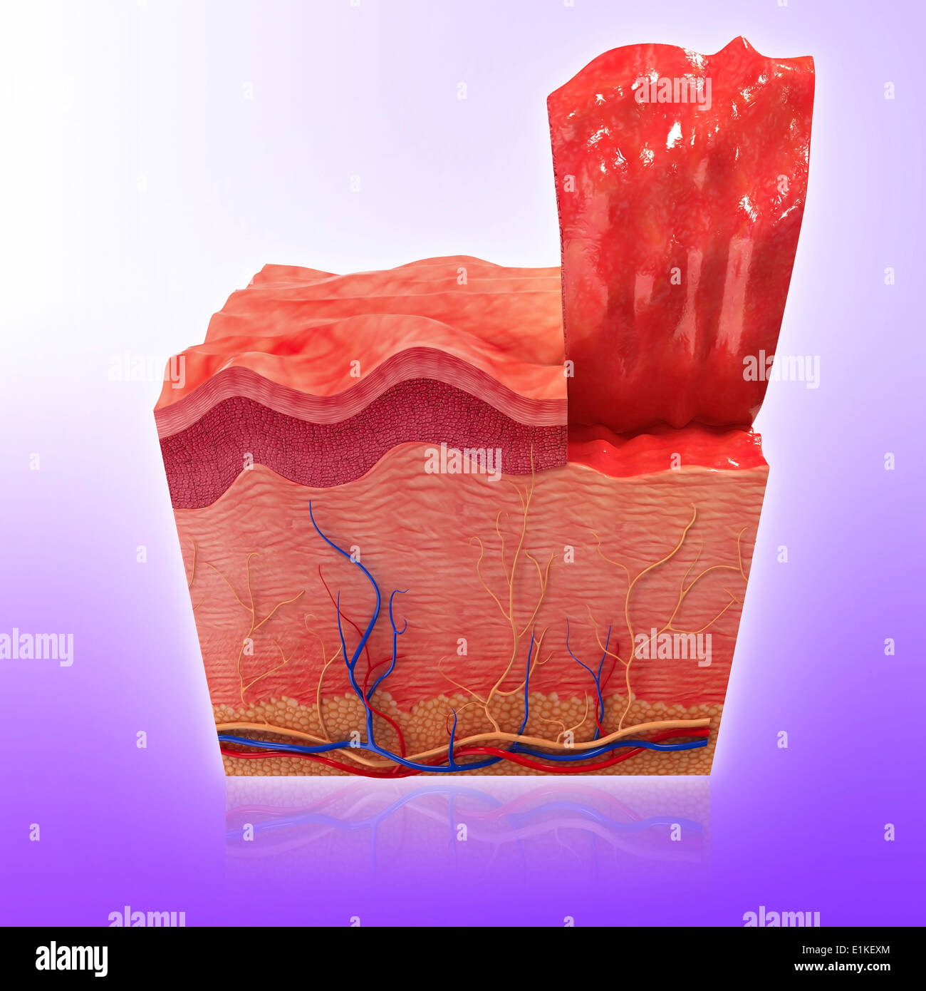 Human skin computer artwork Stock Photo - Alamy