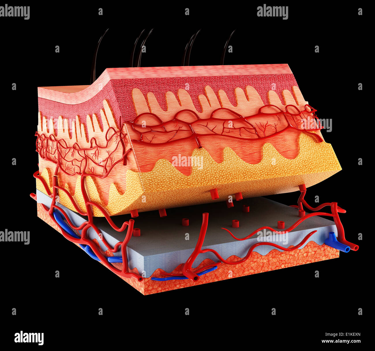 Human skin computer artwork Stock Photo - Alamy