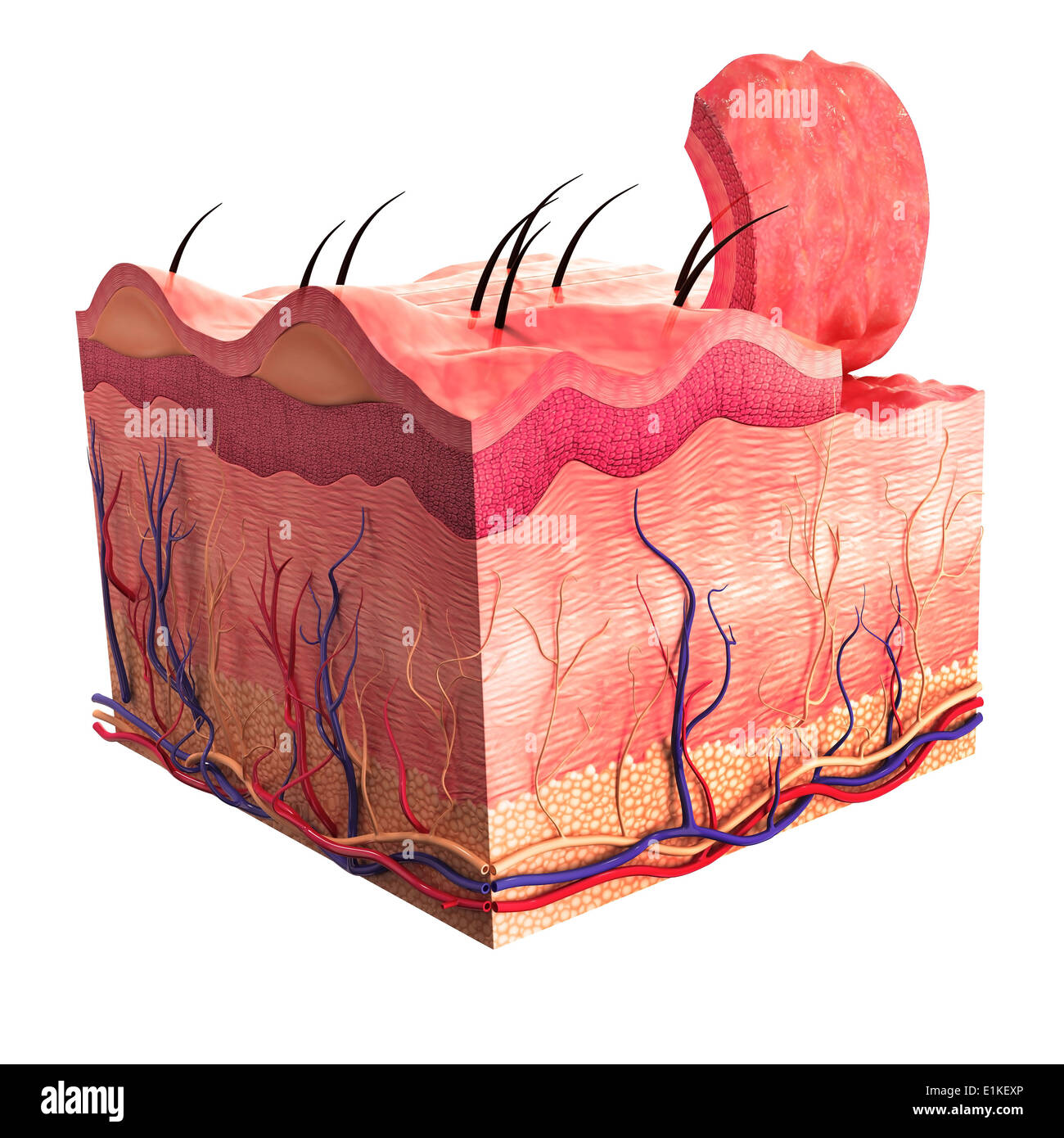 Integumentary System