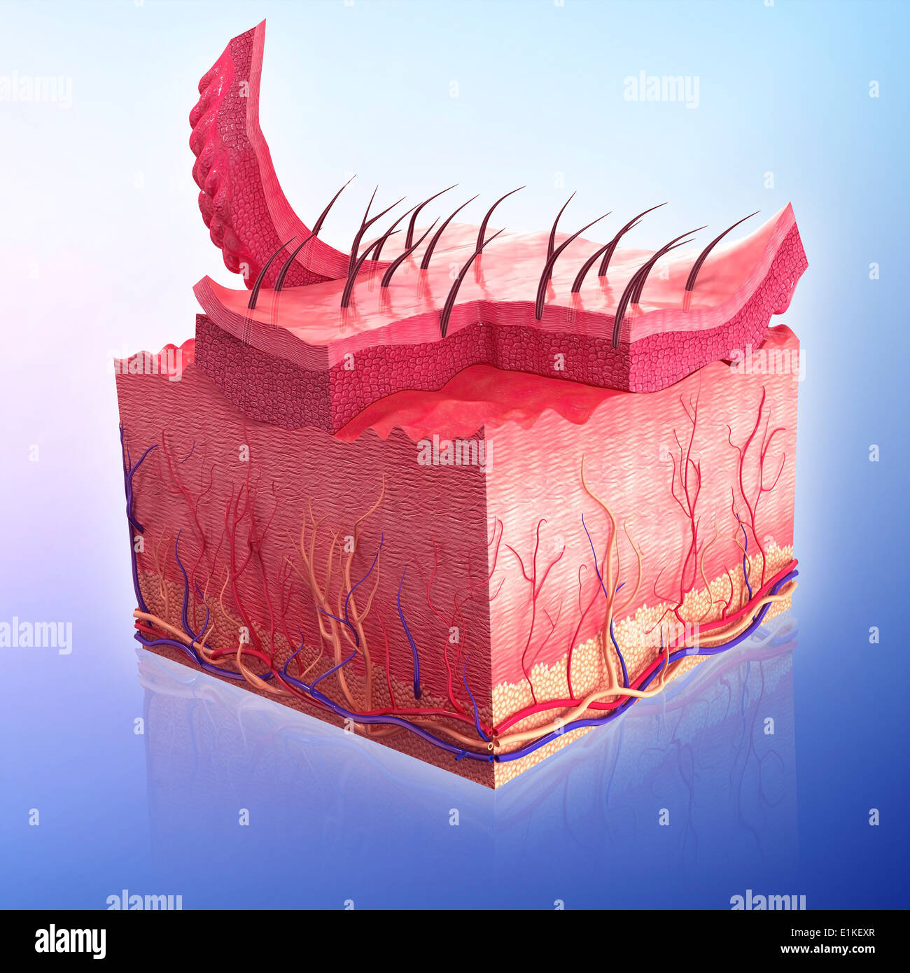 Human skin computer artwork Stock Photo - Alamy