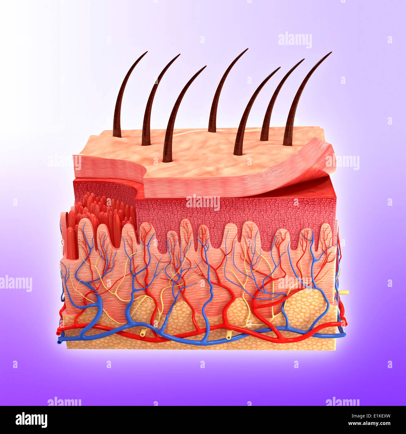 Human skin computer artwork Stock Photo - Alamy