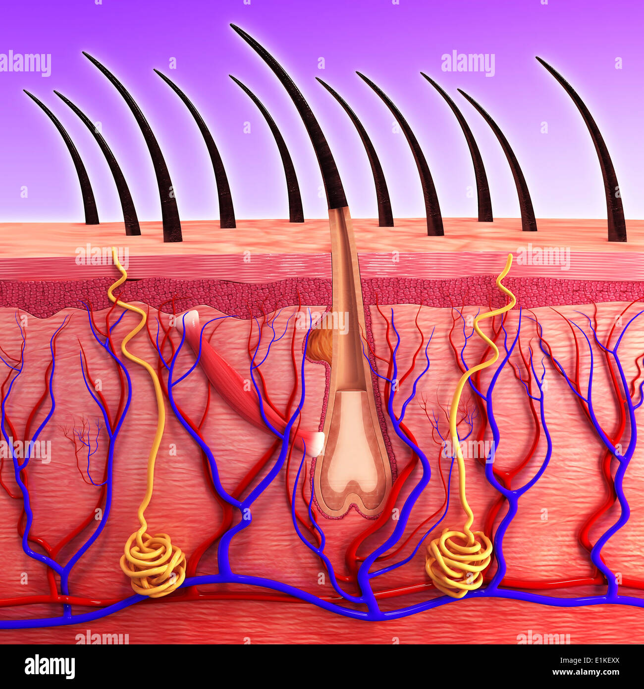 Human skin computer artwork Stock Photo - Alamy