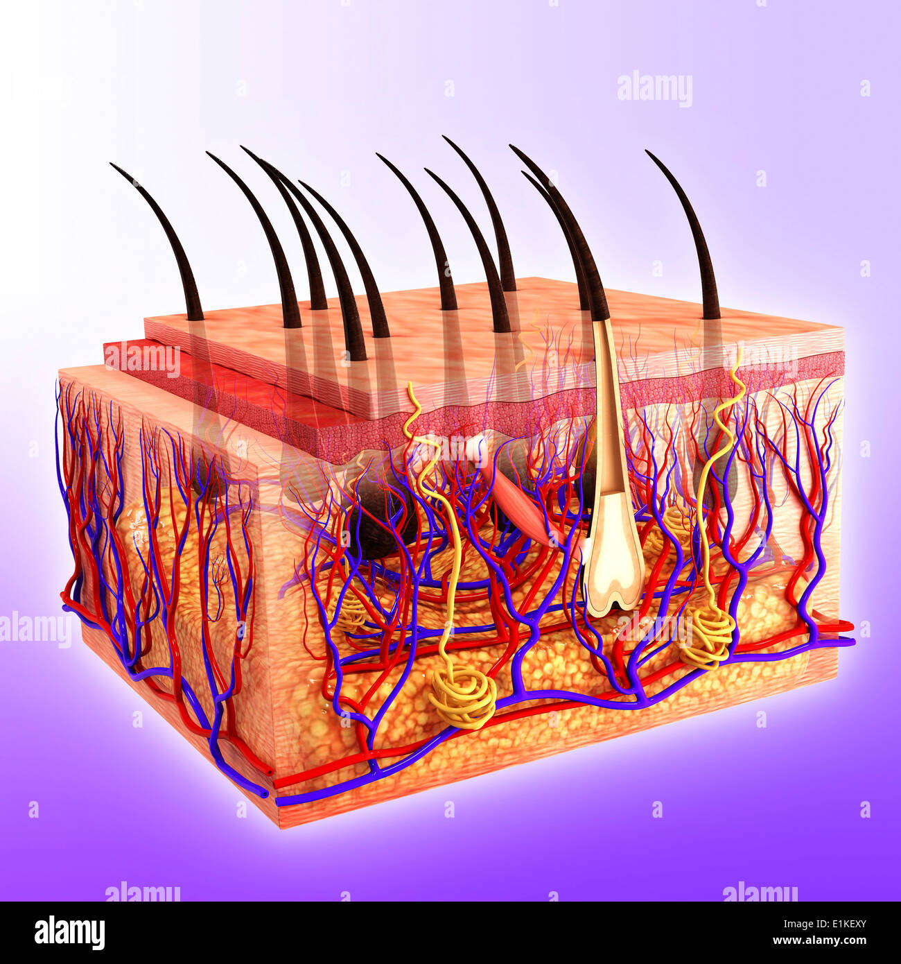 Human skin computer artwork Stock Photo - Alamy