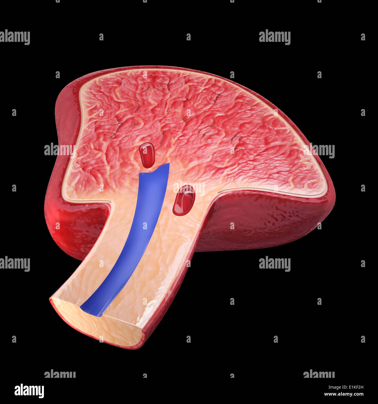 Human spleen cut-away computer artwork Stock Photo - Alamy