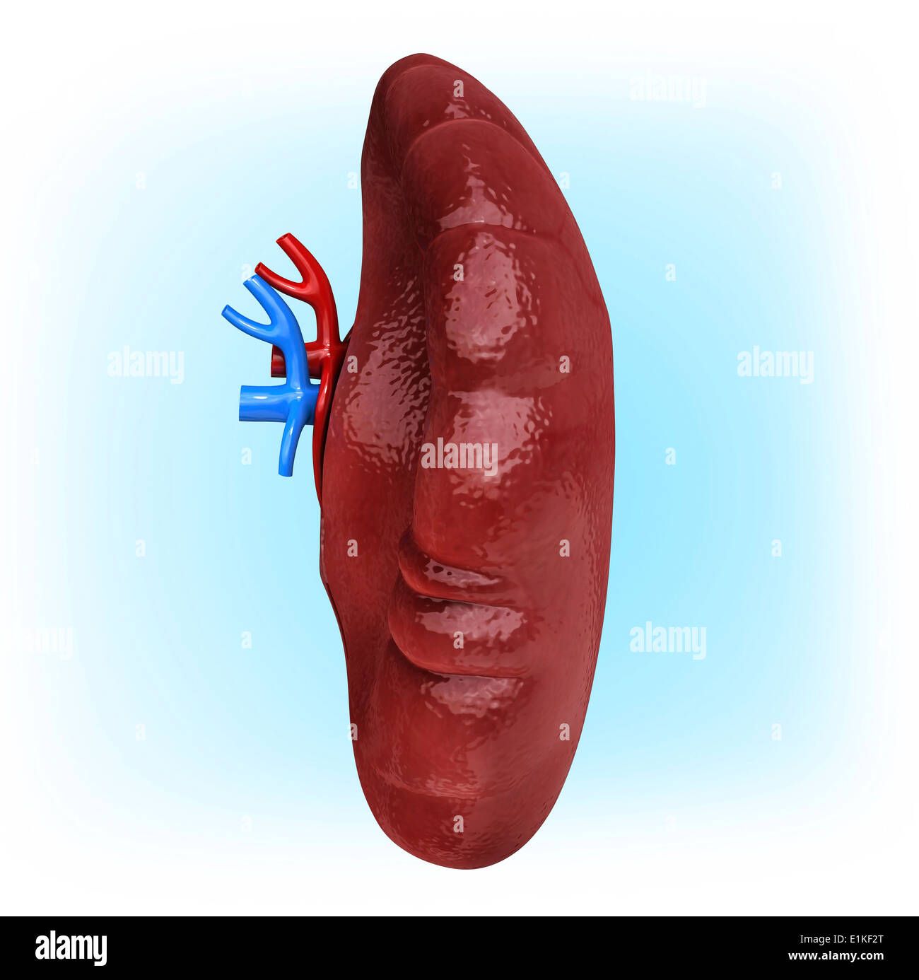 Human spleen cut-away computer artwork Stock Photo - Alamy