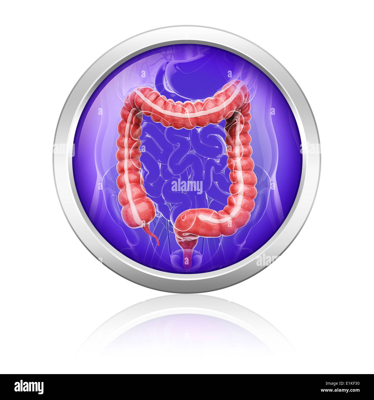 Digestive cecum Cut Out Stock Images & Pictures - Alamy