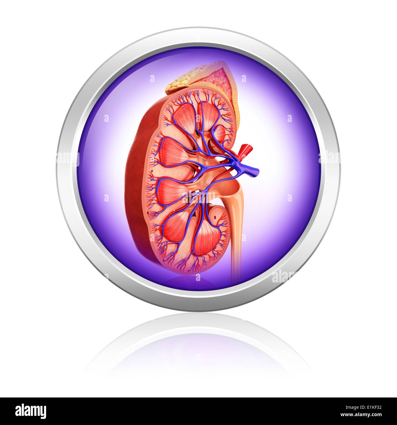Human kidney hi-res stock photography and images - Alamy
