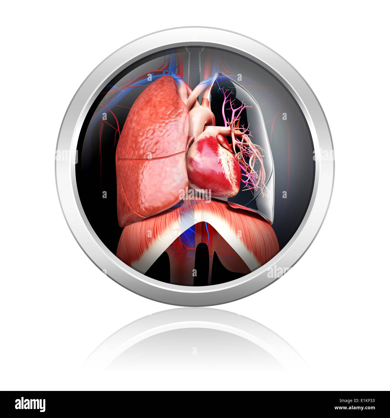 Human respiratory system computer artwork Stock Photo - Alamy