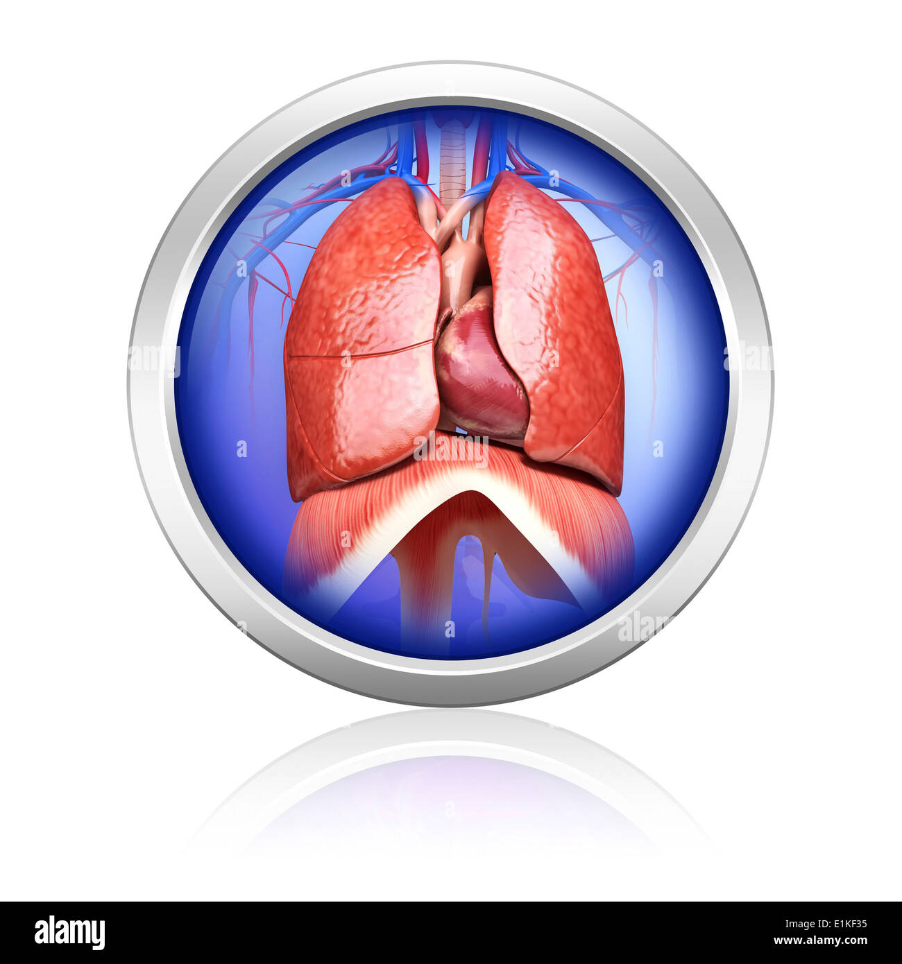 Human respiratory system artwork Cut Out Stock Images & Pictures - Alamy